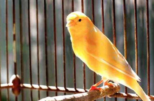 5 Jenis Burung Kenari yang Paling Bagus Kicauanya untuk Lomba